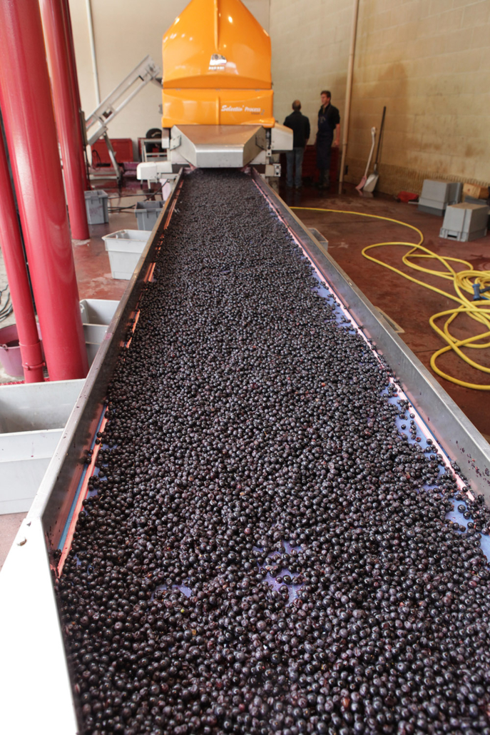 Myth: All optical sorters are basically the same. - Pellenc USA