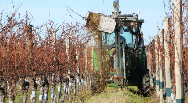 Pruner - Klima Cane Pruner - Pellenc USA