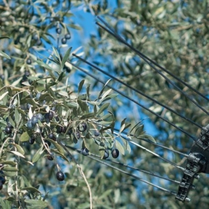 Power 48 - Olive Harvesting Rake - Pellenc USA